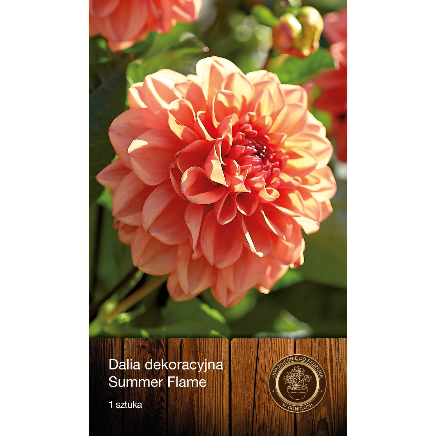 Dalia Summer Flame 1szt. kupuj w OBI