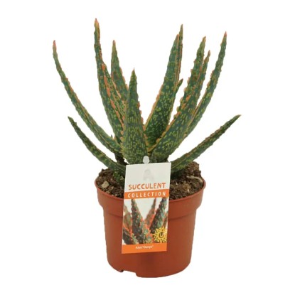 Aloes (Aloe) zebrina Dannyz - don. 10,5 cm kupuj w OBI