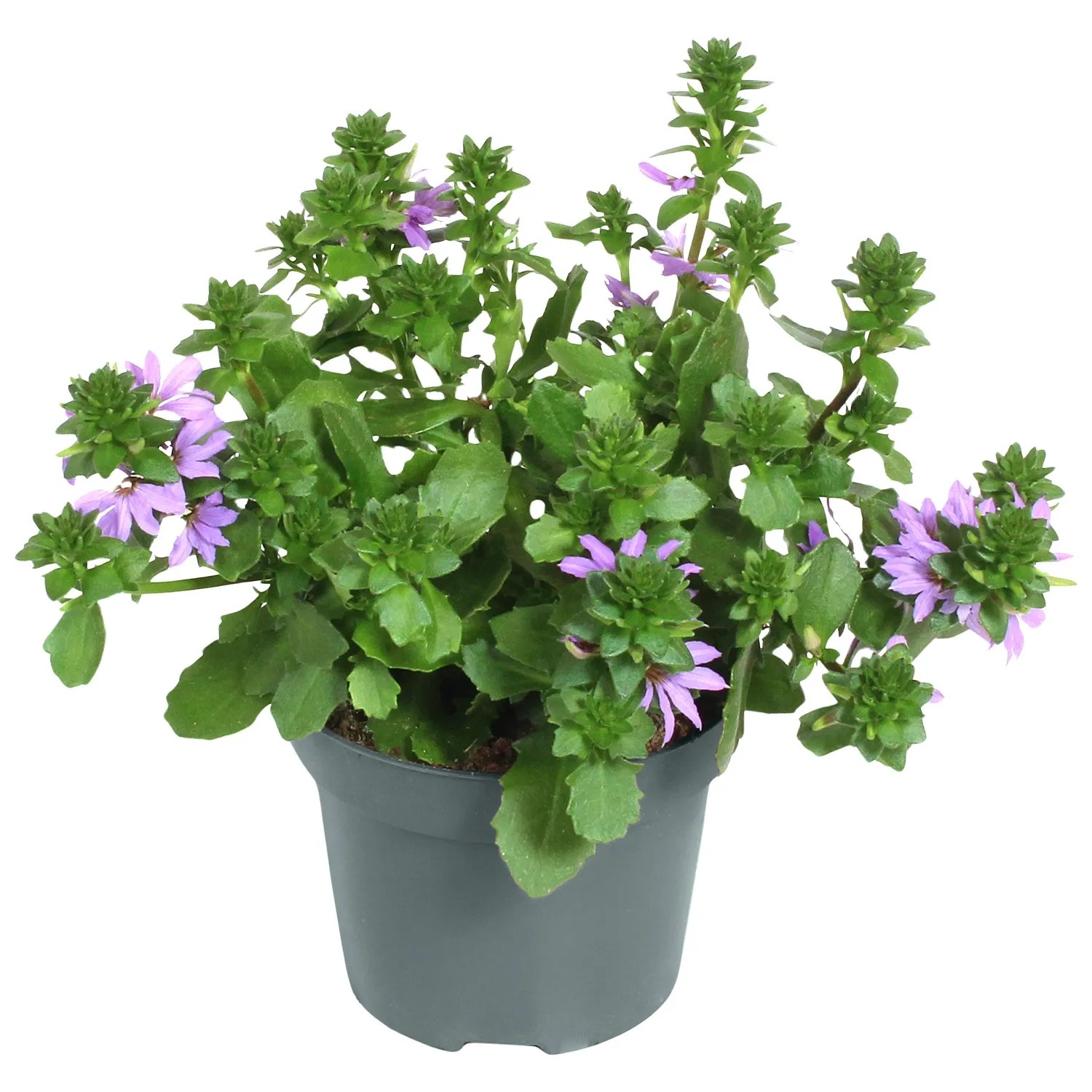 Scewola (Scaevola) mix don. 12 cm