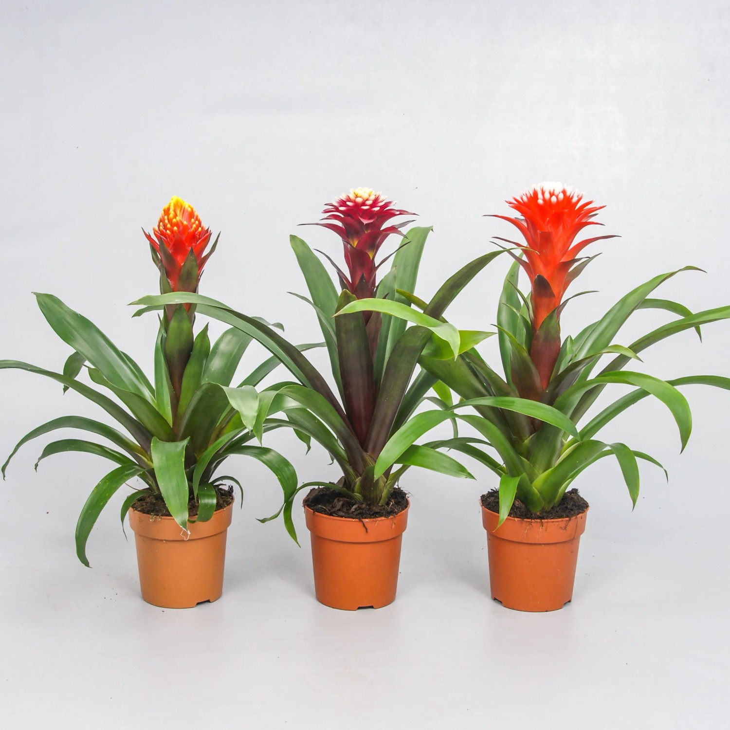 Guzmania Fortuna mix don. 12cm kupuj w OBI