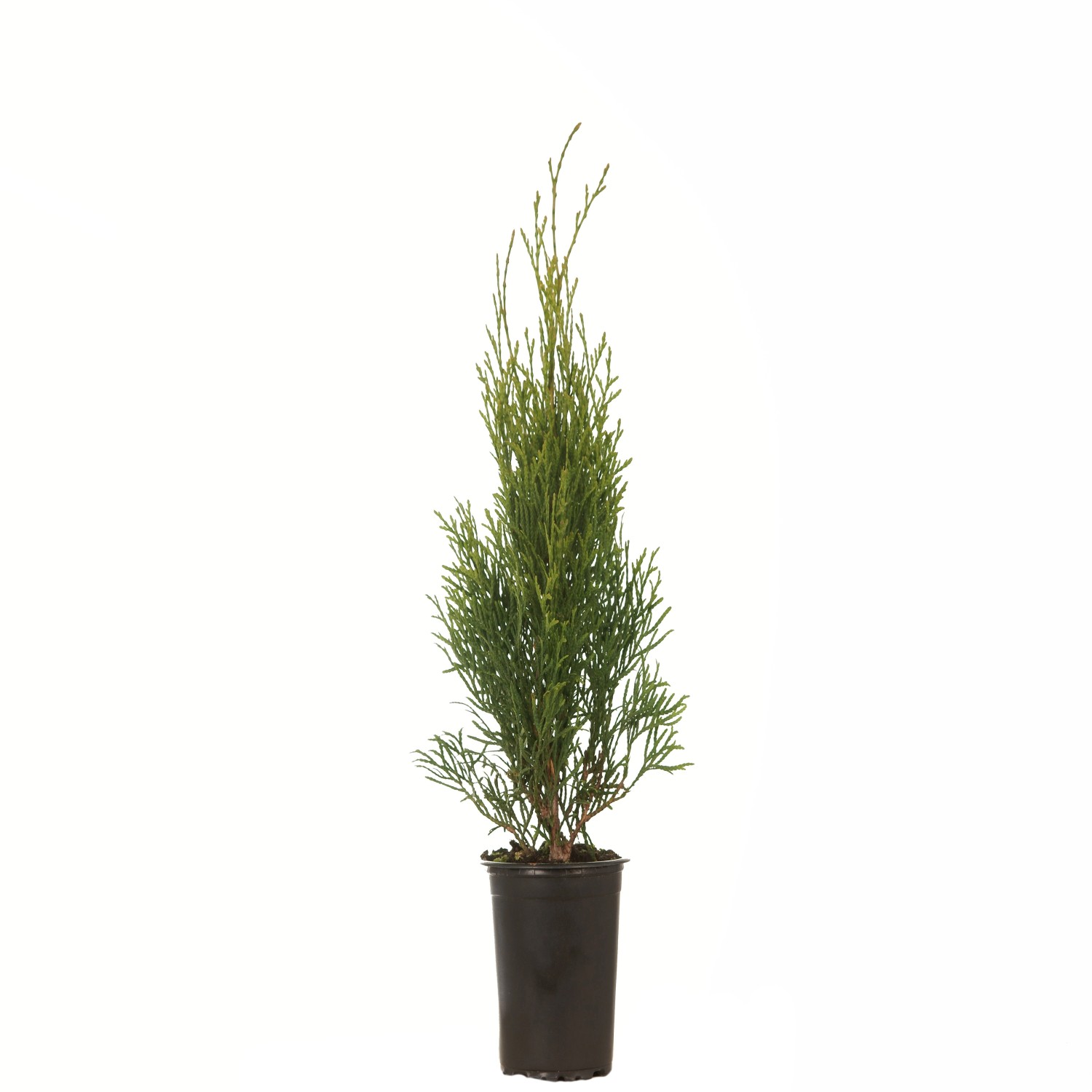 Tuja odm. Smaragd (Thuja sp.), wys. 20cm kupuj w OBI