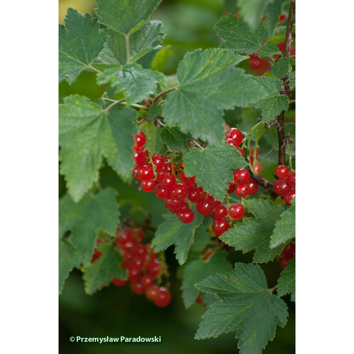 Porzeczka w odmianch (Ribes sp.) kupuj w OBI