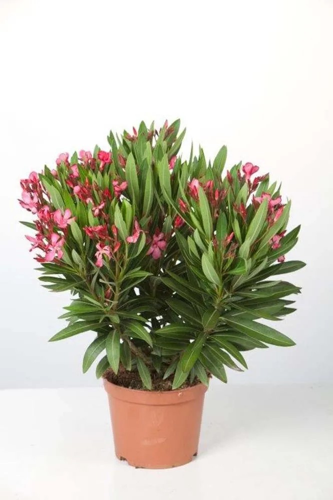 Nerium Oleander krzew - don. 18 cm kupuj w OBI
