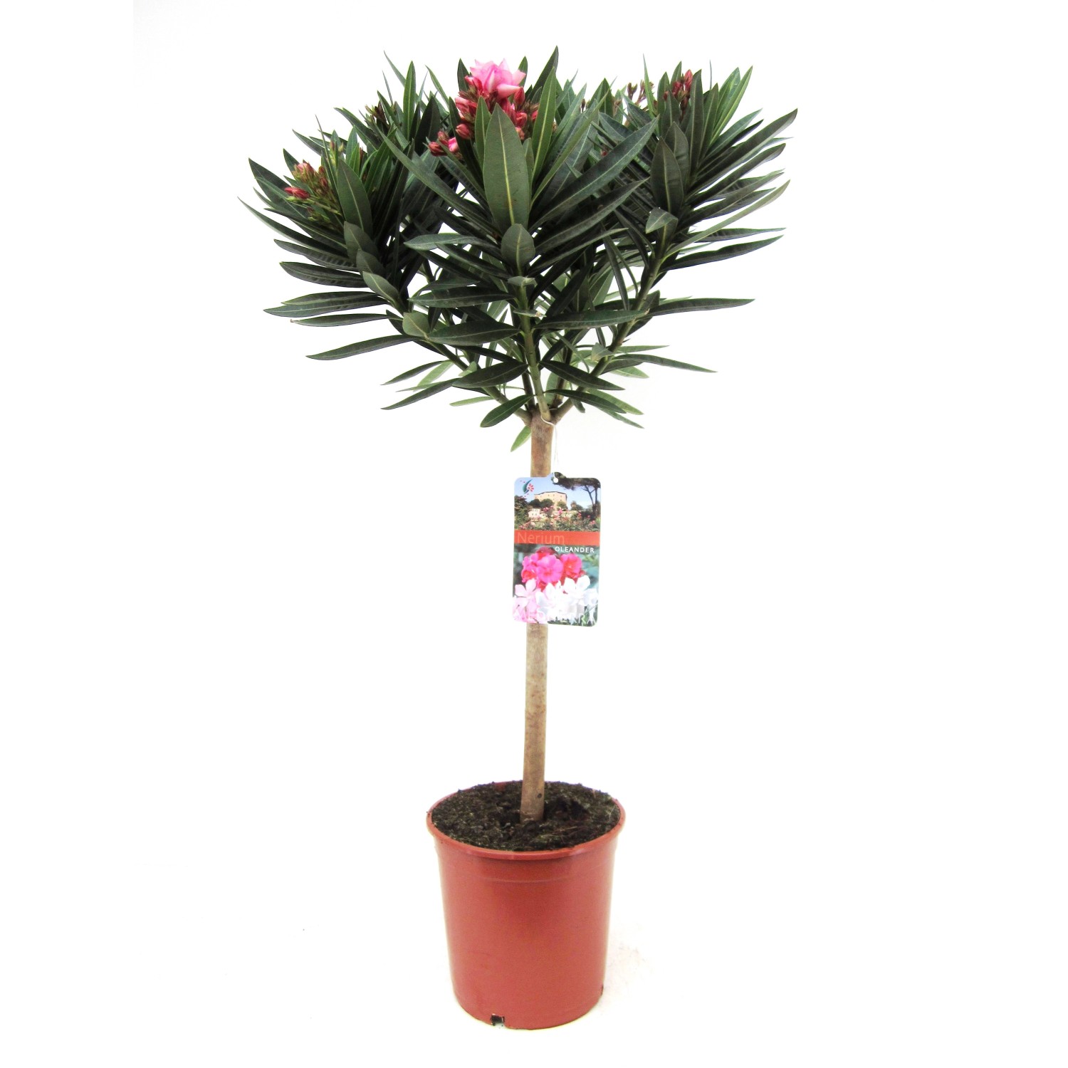 Oleander - forma drzewka (Nerium sp.) kupuj w OBI