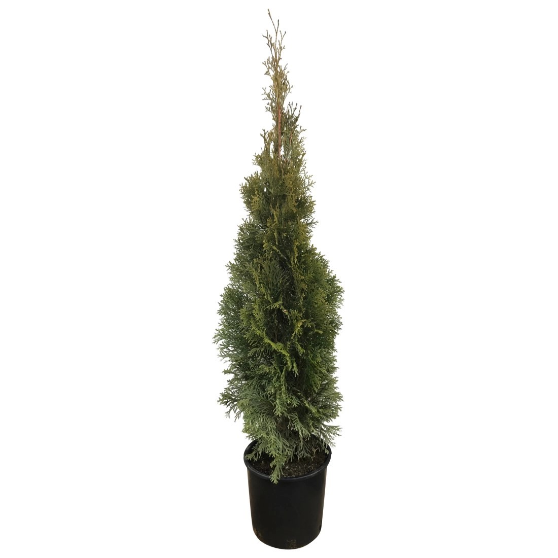 Tuja (Thuja) Szmaragd ukorzeniona - wys. ok. 100 cm, don. 7 l kupuj w OBI