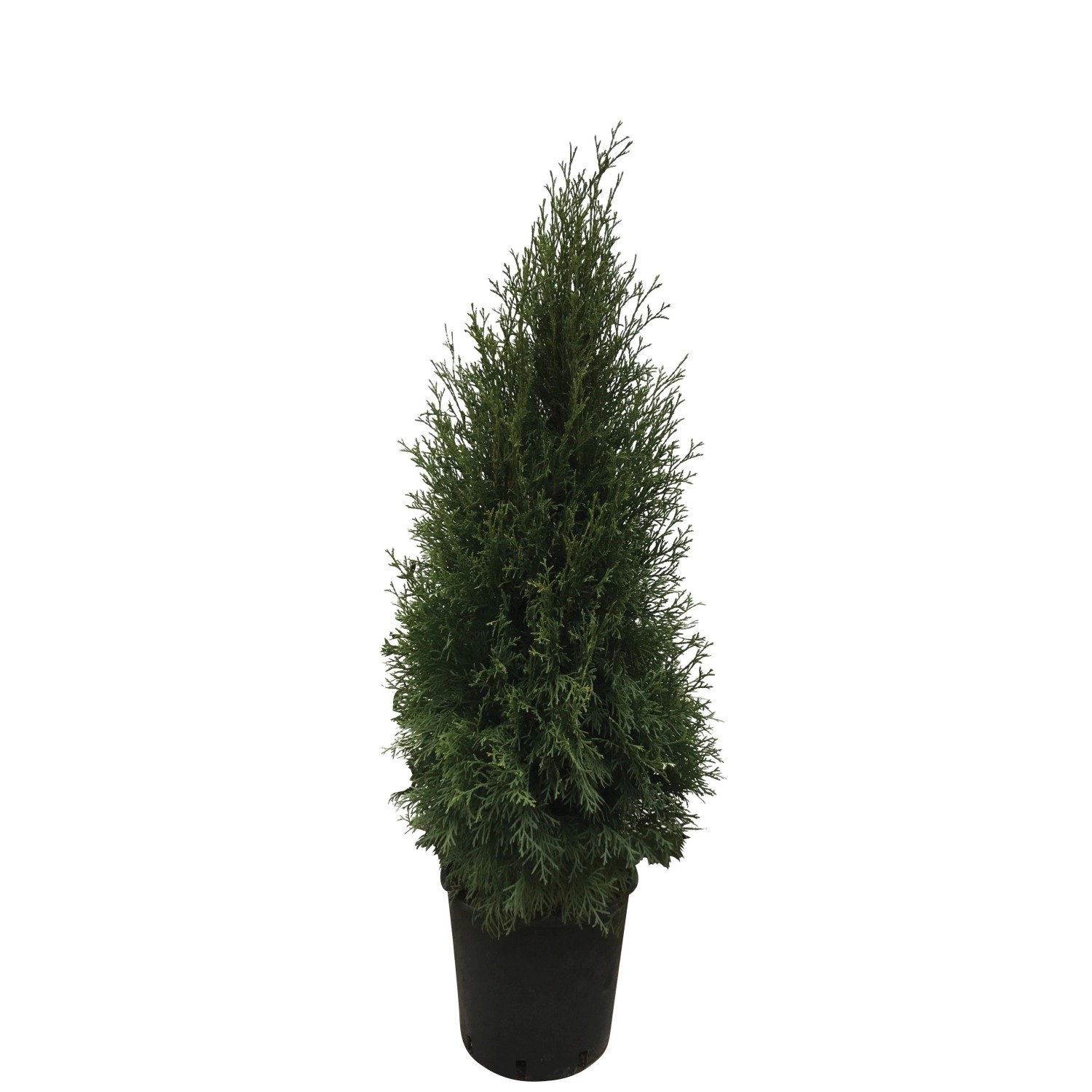 Tuja odm. Smaragd (Thuja sp.), 80-100cm kupuj w OBI