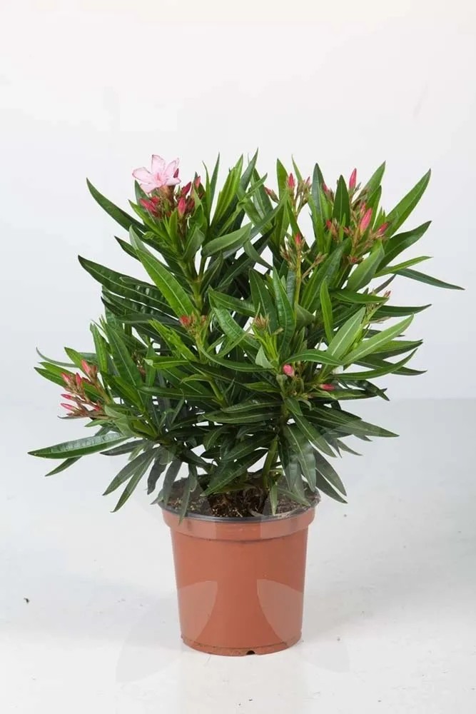 Nerium Oleander krzew - don. 14 cm kupuj w OBI