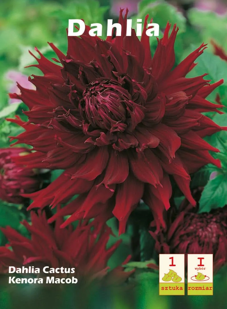 Dailia Kenora Macob 1szt