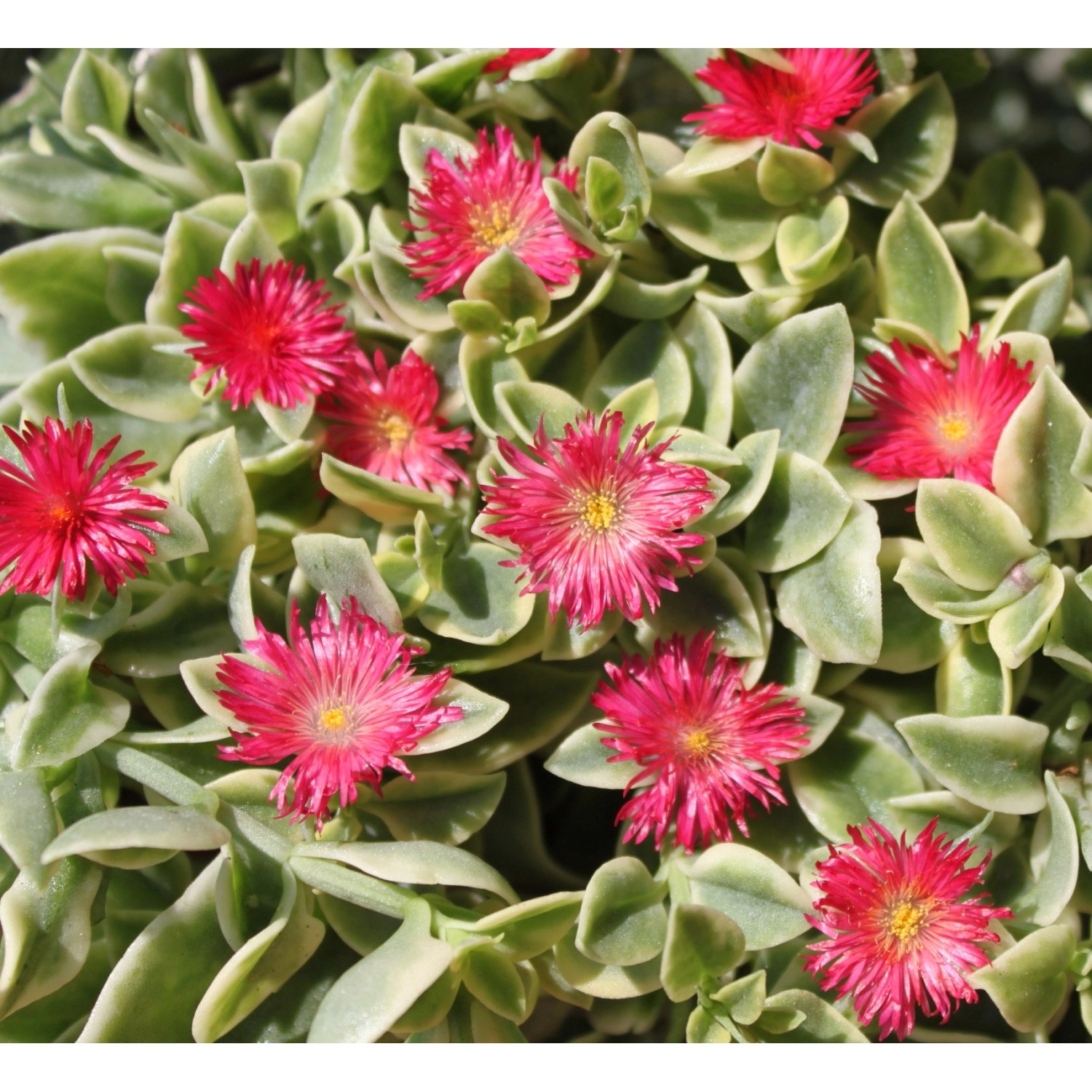 Przypołudnik (Dorotheanthus) kupuj w OBI