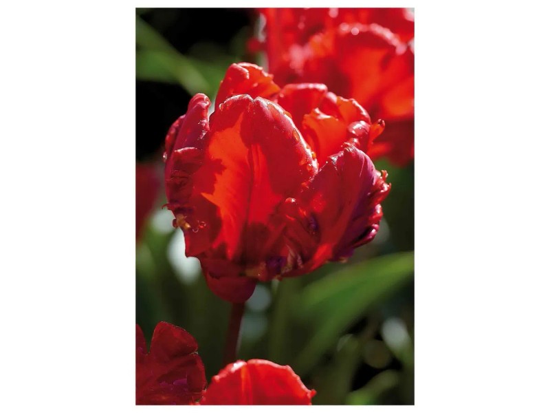 Tulipan Parrot Rococo 7 szt. ciemnoczerwony kupuj w OBI