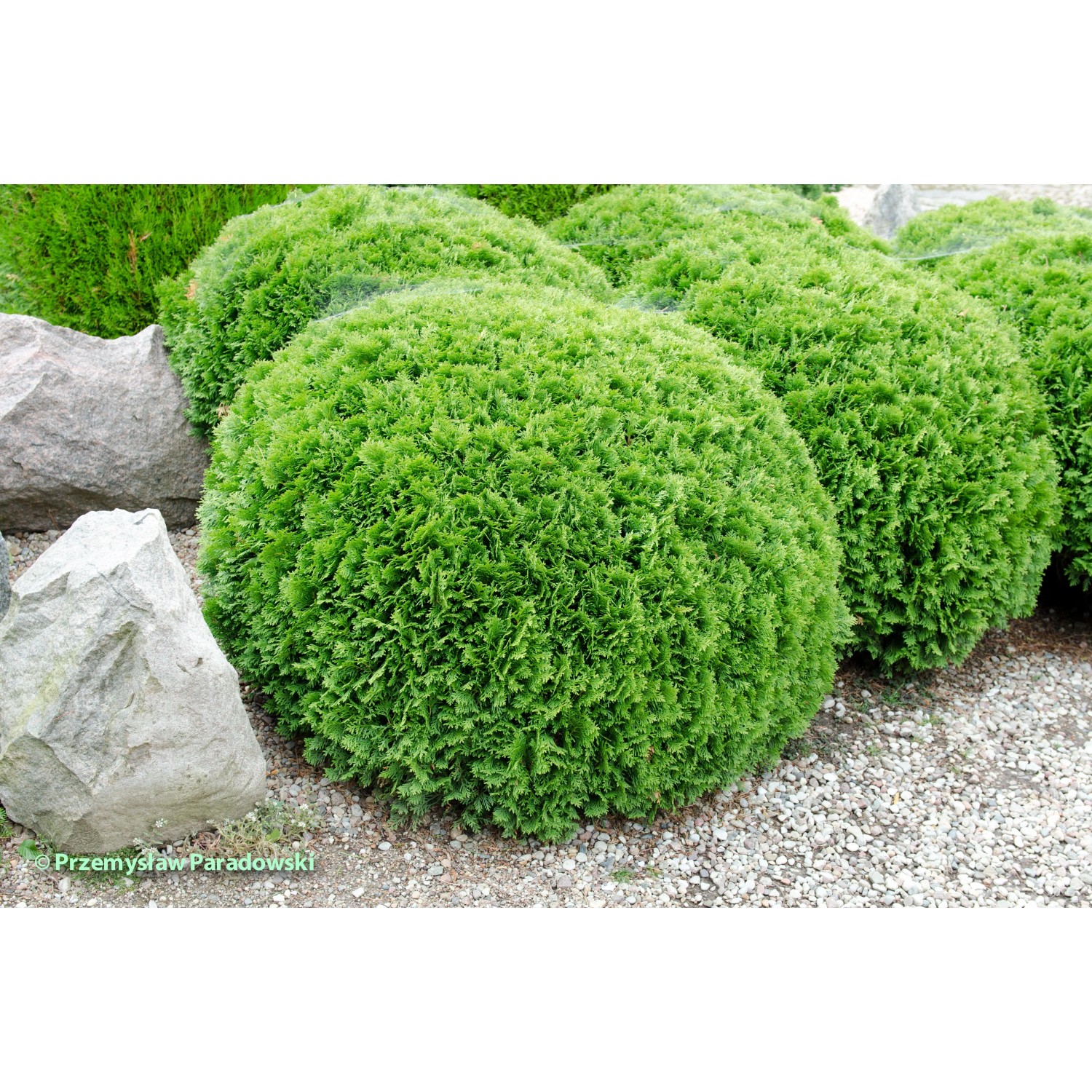 Tuja zachodnia odm. Danica (Thuja occidentalis) kupuj w OBI