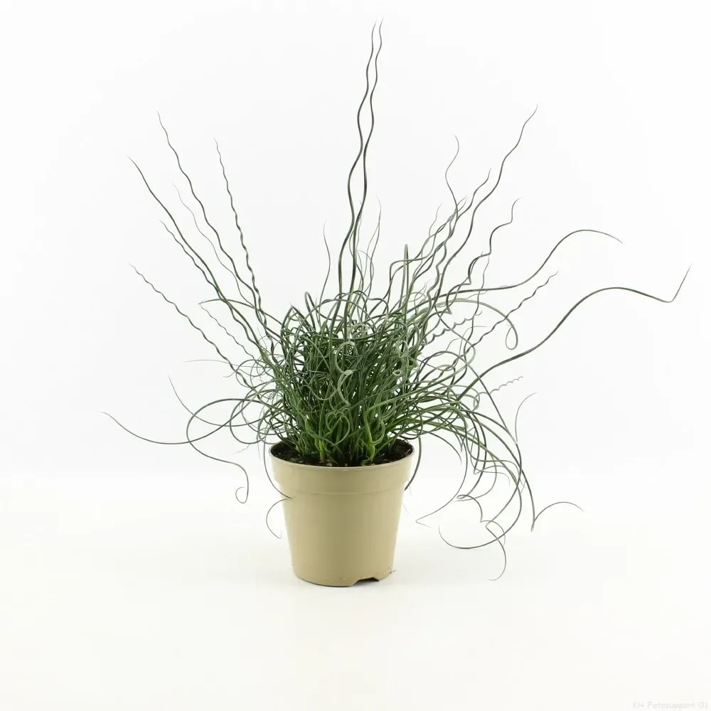 Juncus Spiralis kupuj w OBI