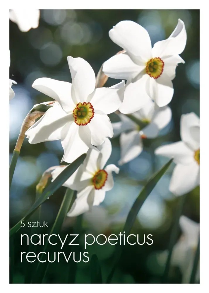Narcyz Recurvus 5 szt.