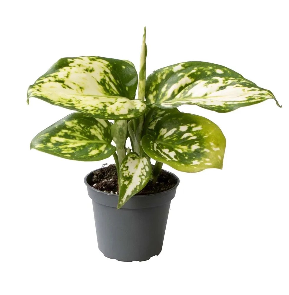 Aglaonema Snowflake - don. 6 cm kupuj w OBI