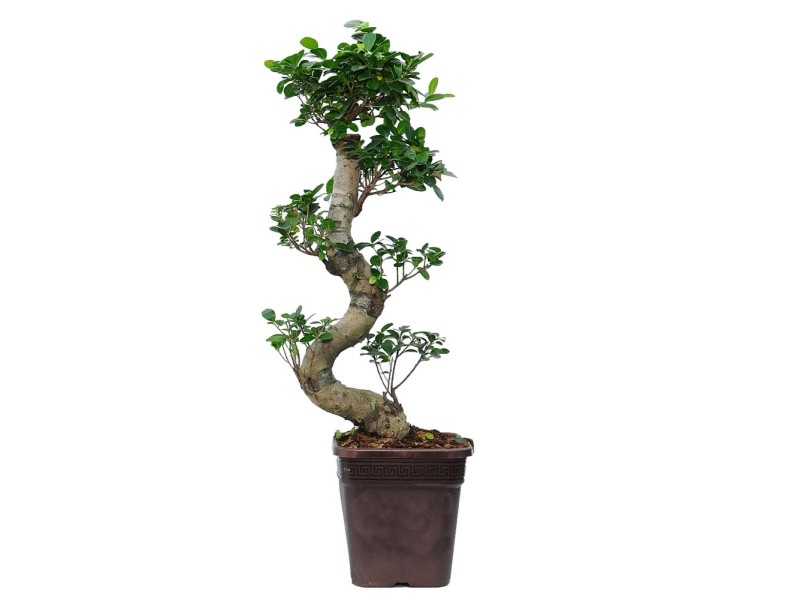 Fikus (Ficus Microcarpa S-shape) - don. 25 cm kupuj w OBI