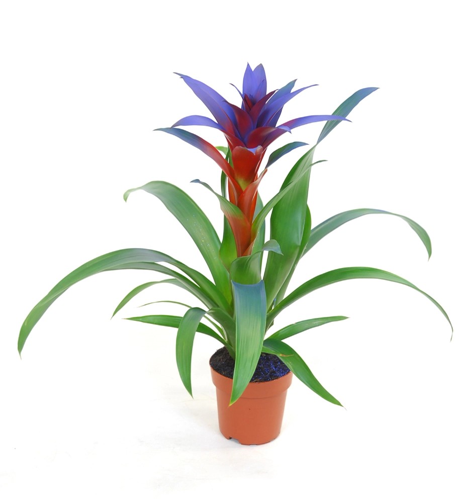 Guzmania (Bromeliaceae) Ocean Blue - don. 13 cm kupuj w OBI