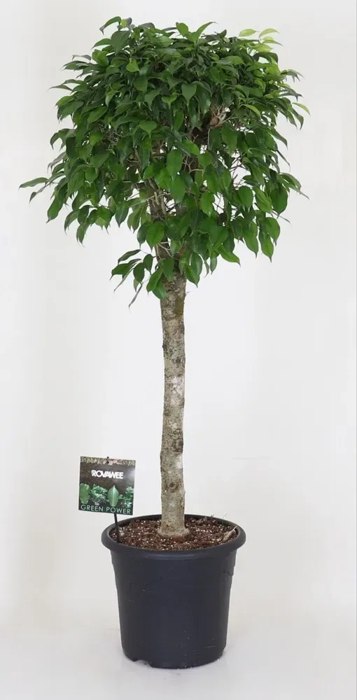 Ficus benjamina Columnar wys. 140 cm kupuj w OBI