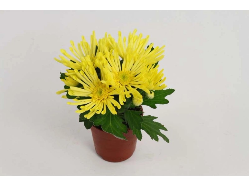 Chryzantema (Chrysanthemum) Spider mini - don. 7 cm kupuj w OBI