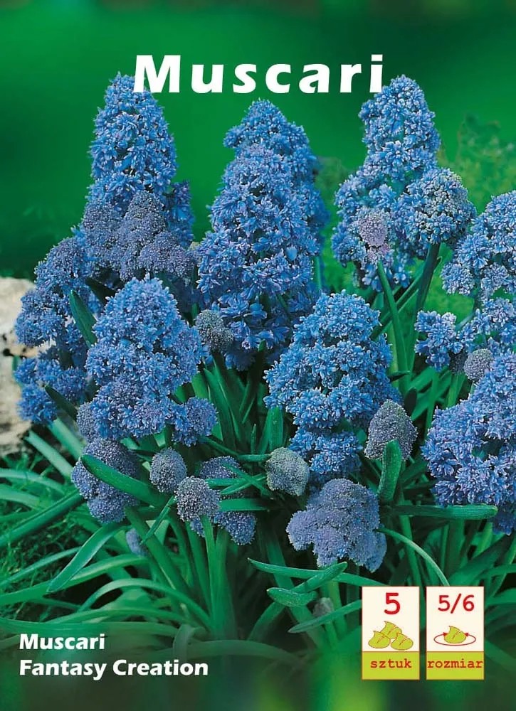 Muscari Fantasy Creation 5szt kupuj w OBI