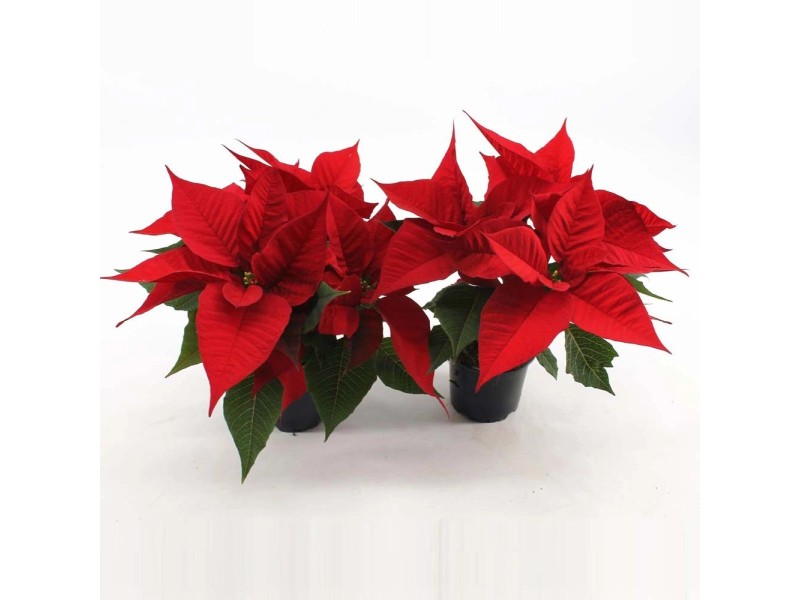 Poinsecja - Gwiazda Betlejemska (Poinsettia midi red) 3 kwiaty - don ...