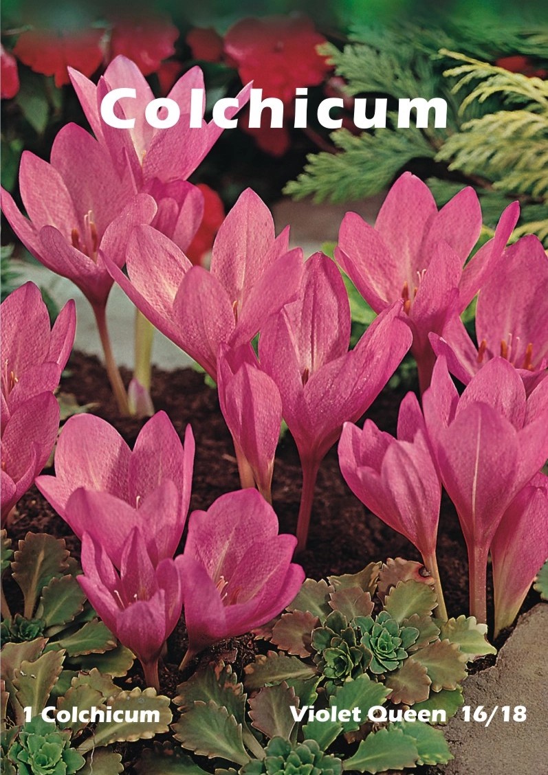 Zimowit odm. Violet Queen (Colchicum sp.)