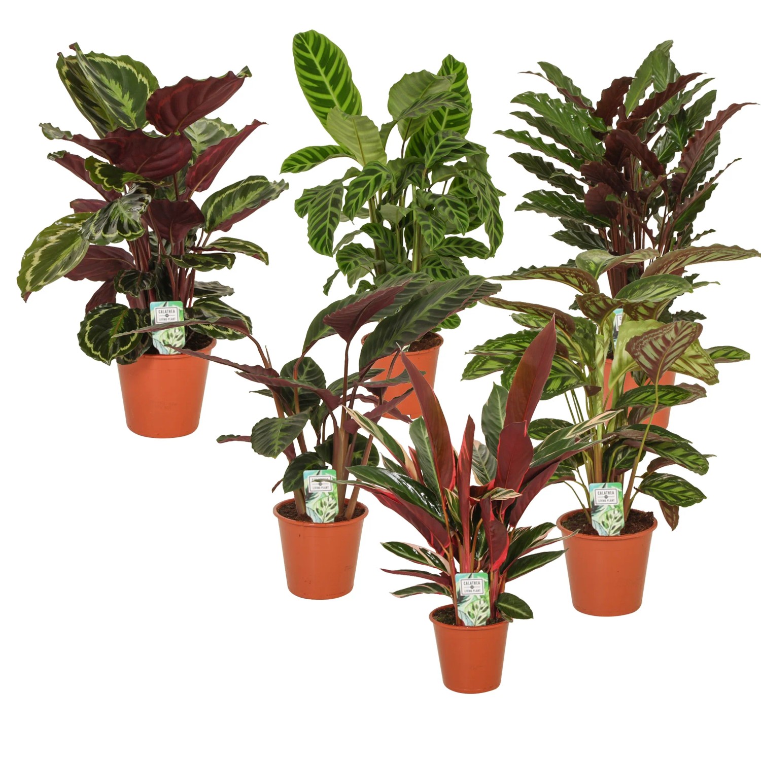 Kalatea (Calathea) mix - don. 19 cm kupuj w OBI