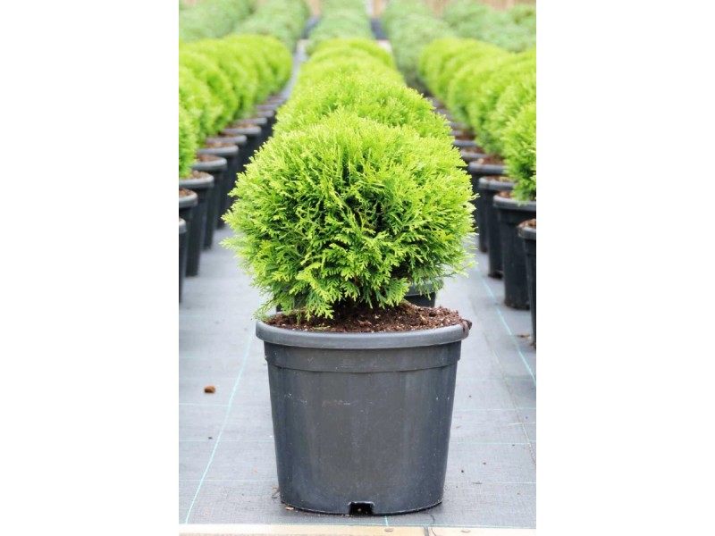 Tuja (Thuja) Danica ukorzeniona wys. 50cm don. 10L kupuj w OBI
