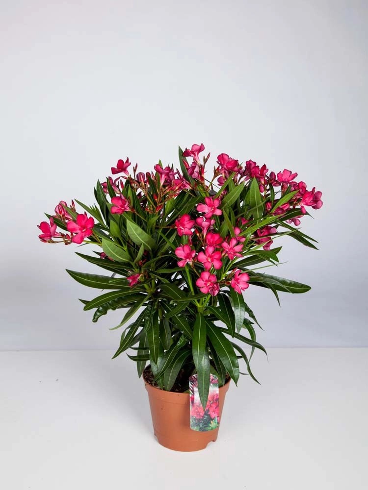 Nerium Oleander krzew - don. 18 cm kupuj w OBI