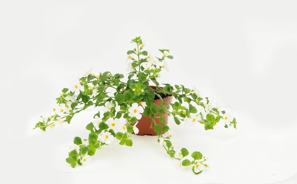 Bakopa wys. 20-25 cm don.10 cm kupuj w OBI