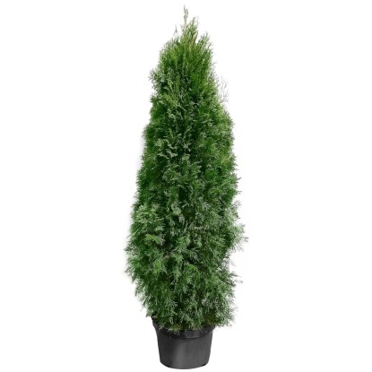 Tuja (Thuja) Szmaragdowa ukorzeniona - wys. 200 cm, don. 35 cm kupuj w OBI