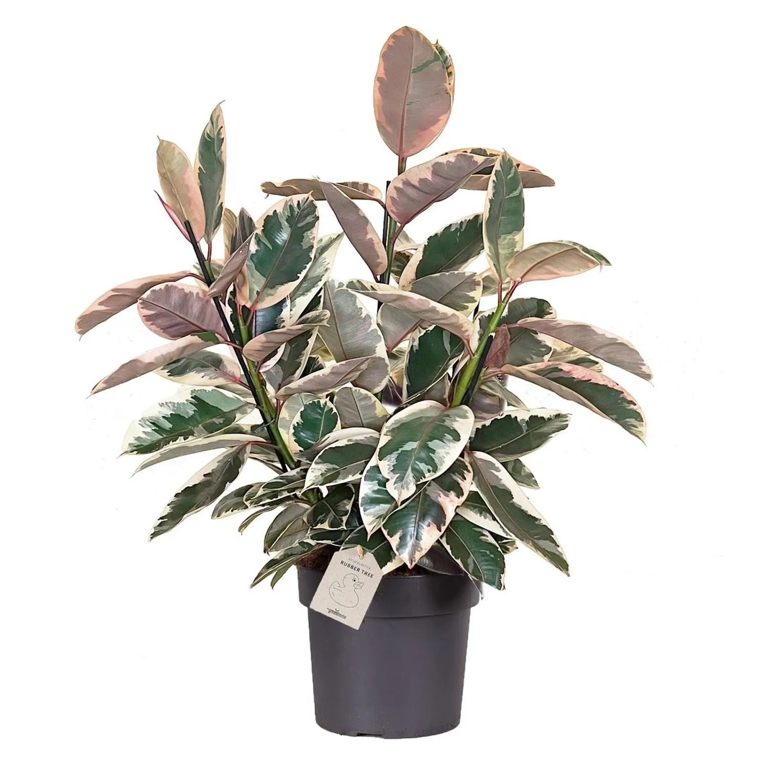 Ficus (Ficus) Elastica Belize - don. 24 cm
