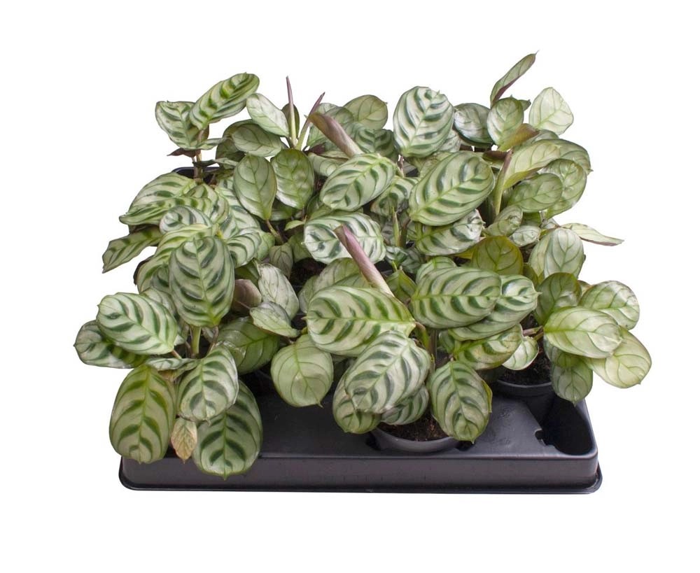 Maranta mix - don. 6 cm kupuj w OBI