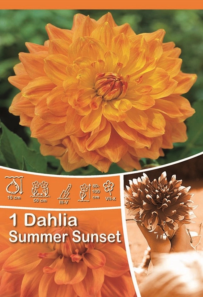 Dalia Summer Sunset (Dahlia sp.) kupuj w OBI