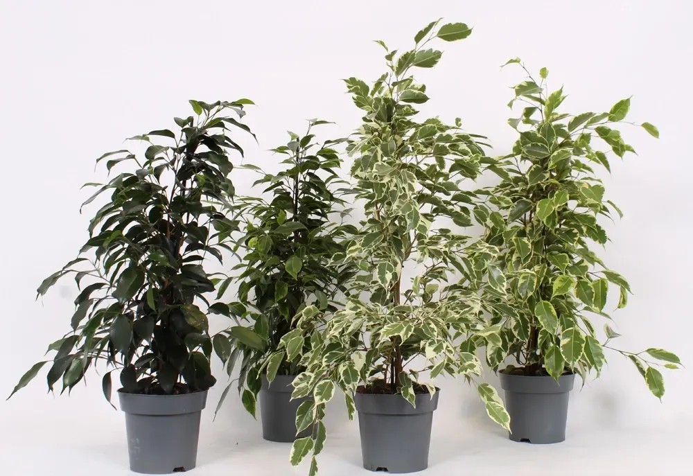 Fikus (Ficus Benjamina) mix - don. 14 cm kupuj w OBI