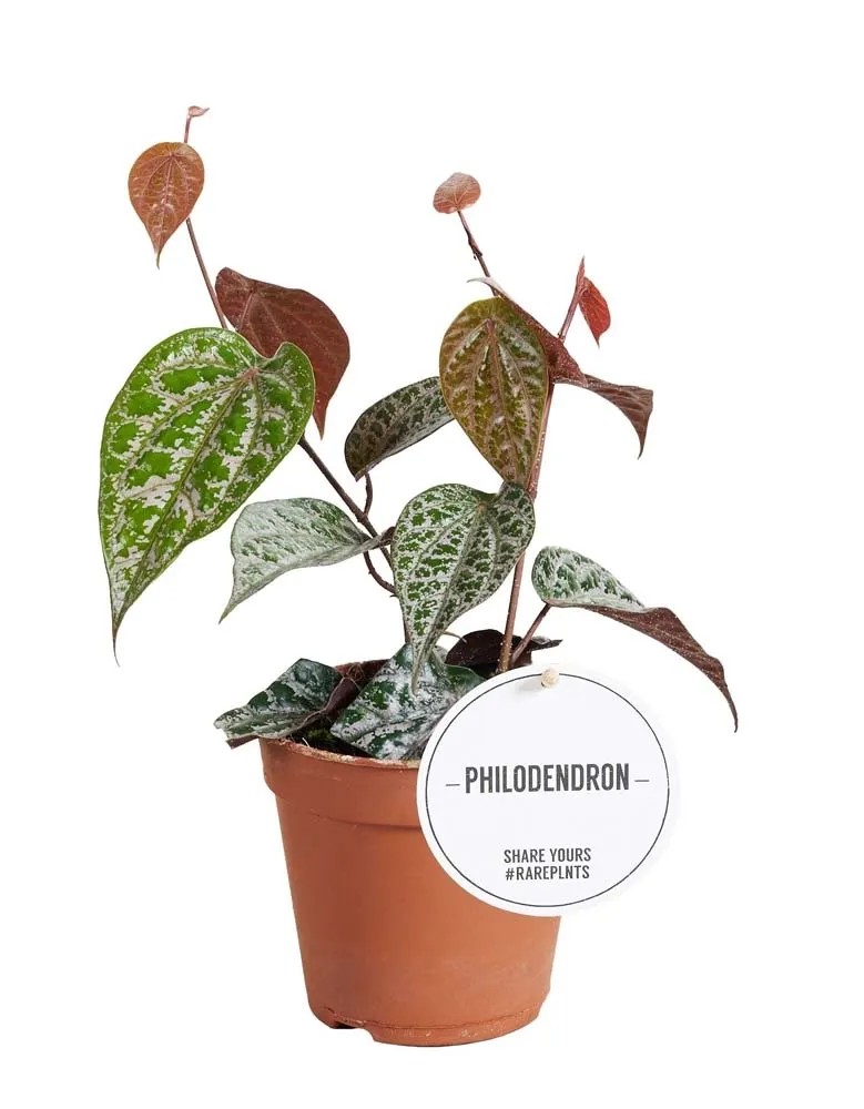 Filodendron (Philodendron Crocatum) - don. 12 cm kupuj w OBI