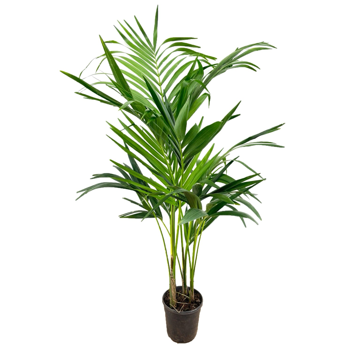 Palma Kentia (Howea forsteriana) wys. 150 cm don. 21 cm kupuj w OBI