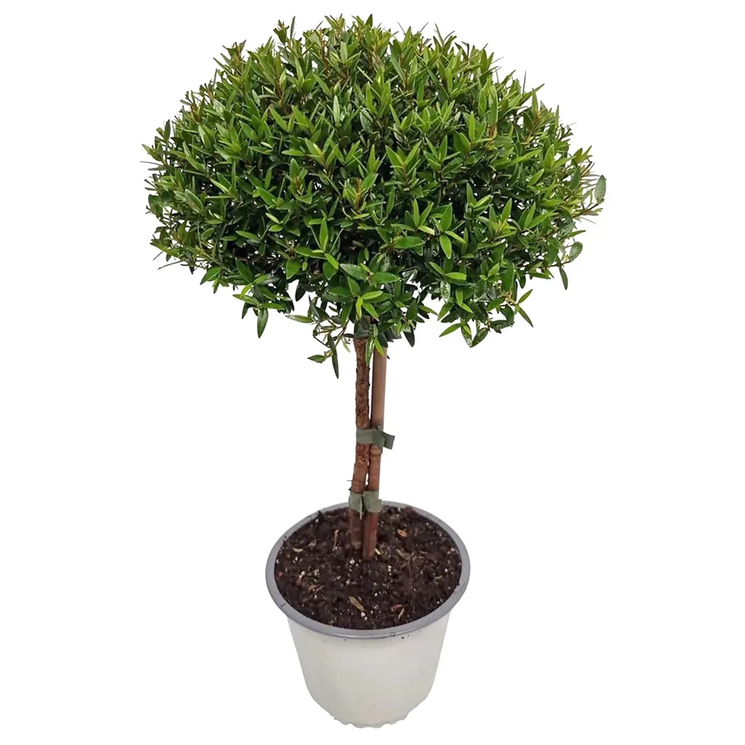 Mirt zwyczajny (Myrtus Communis) don. 15 cm