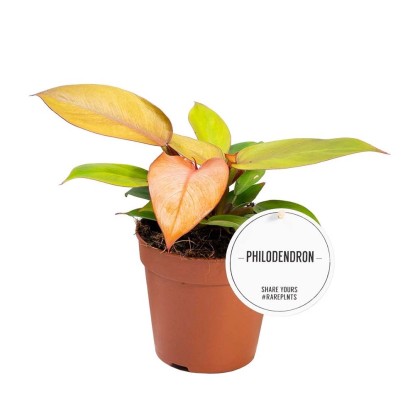 Filodendron (Philodendron) Prince of Orange - don. 12 cm kupuj w OBI