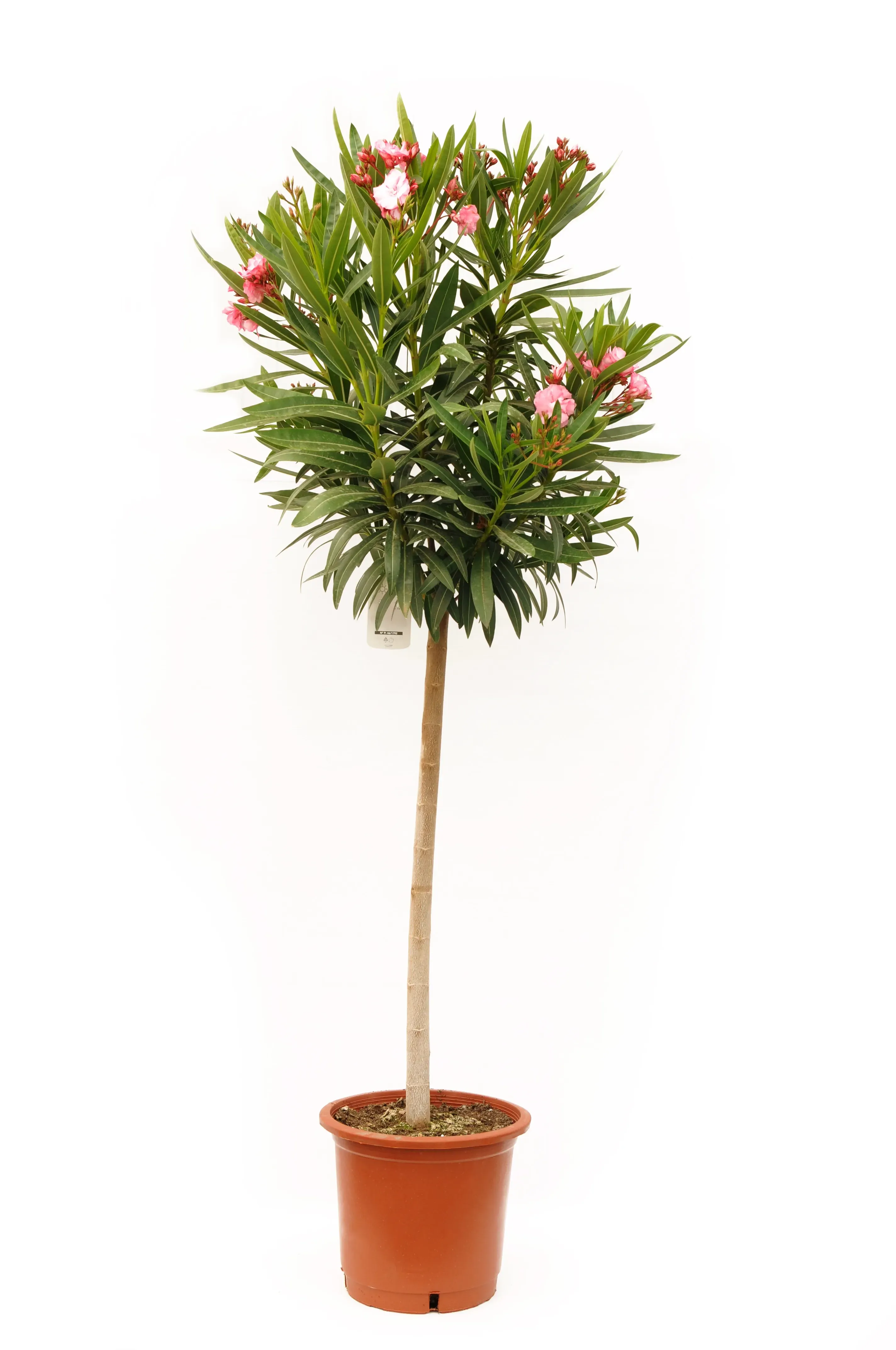 Oleander forma drzewka wys. min.120cm (Nerium sp.) kupuj w OBI