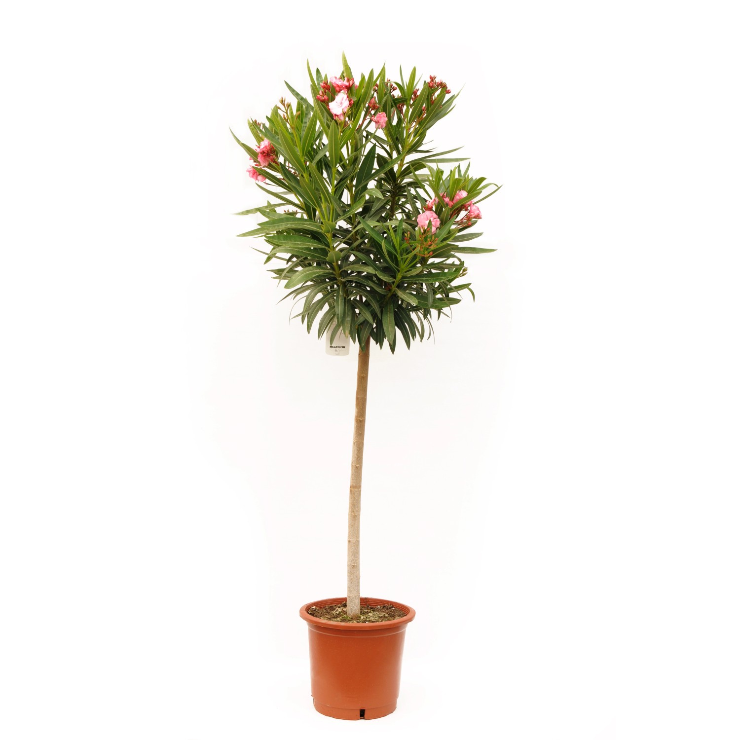 Oleander forma drzewka wys. min.120cm (Nerium sp.) kupuj w OBI