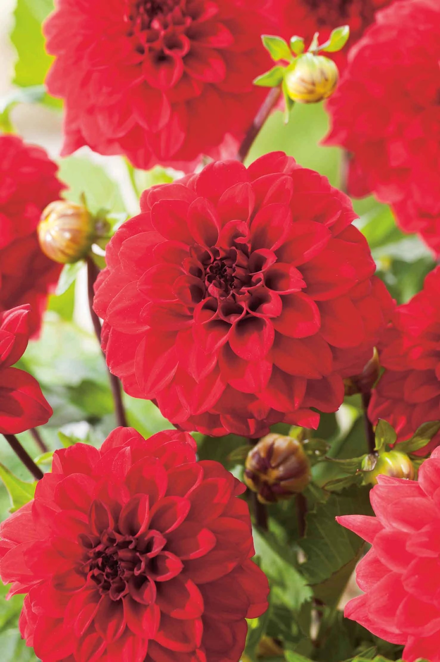 Dalia Gallery Singer (Dahlia sp.) kupuj w OBI