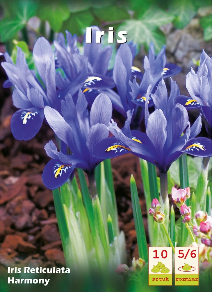 Irys (Iris) Harmony - 10 szt. kupuj w OBI