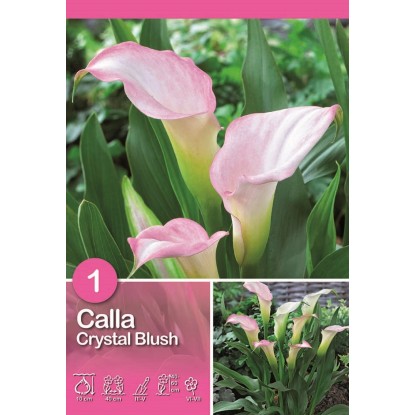 Calla Crystal Blush (Zantedeschia sp.) kupuj w OBI