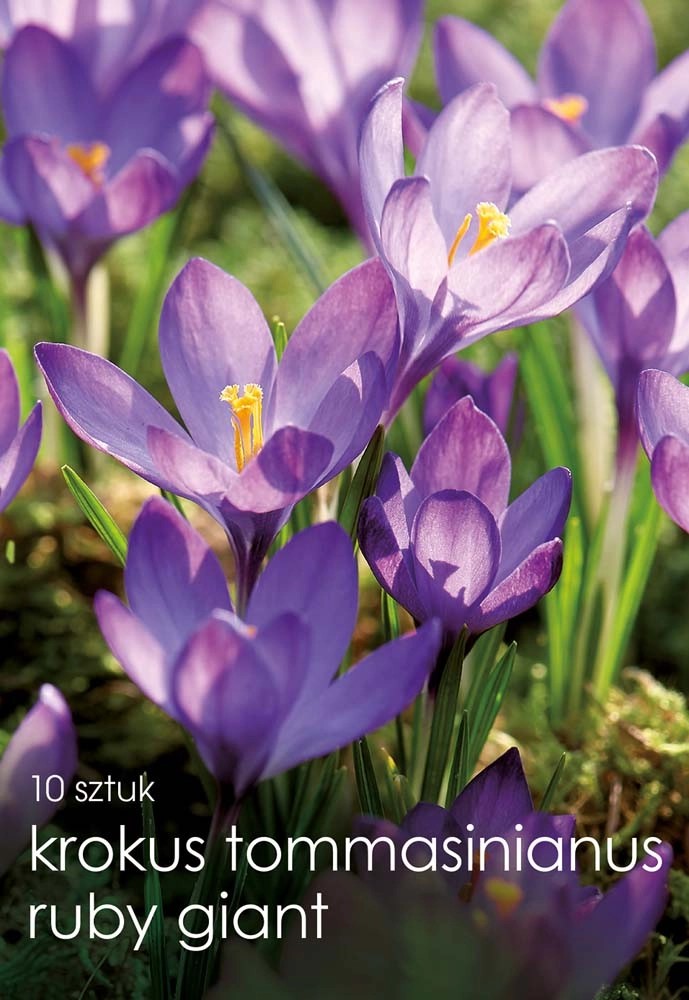 Krokus (Crocus) Ruby Giant - 10 szt. kupuj w OBI