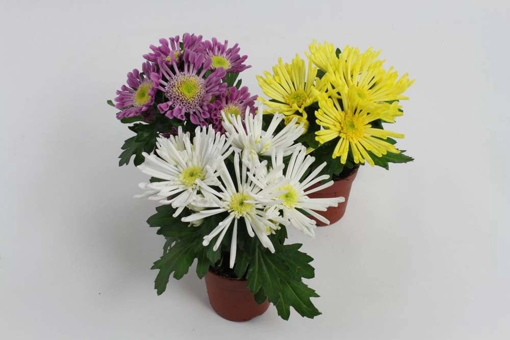 Chryzantema (Chrysanthemum) Spider mini - don. 7 cm kupuj w OBI