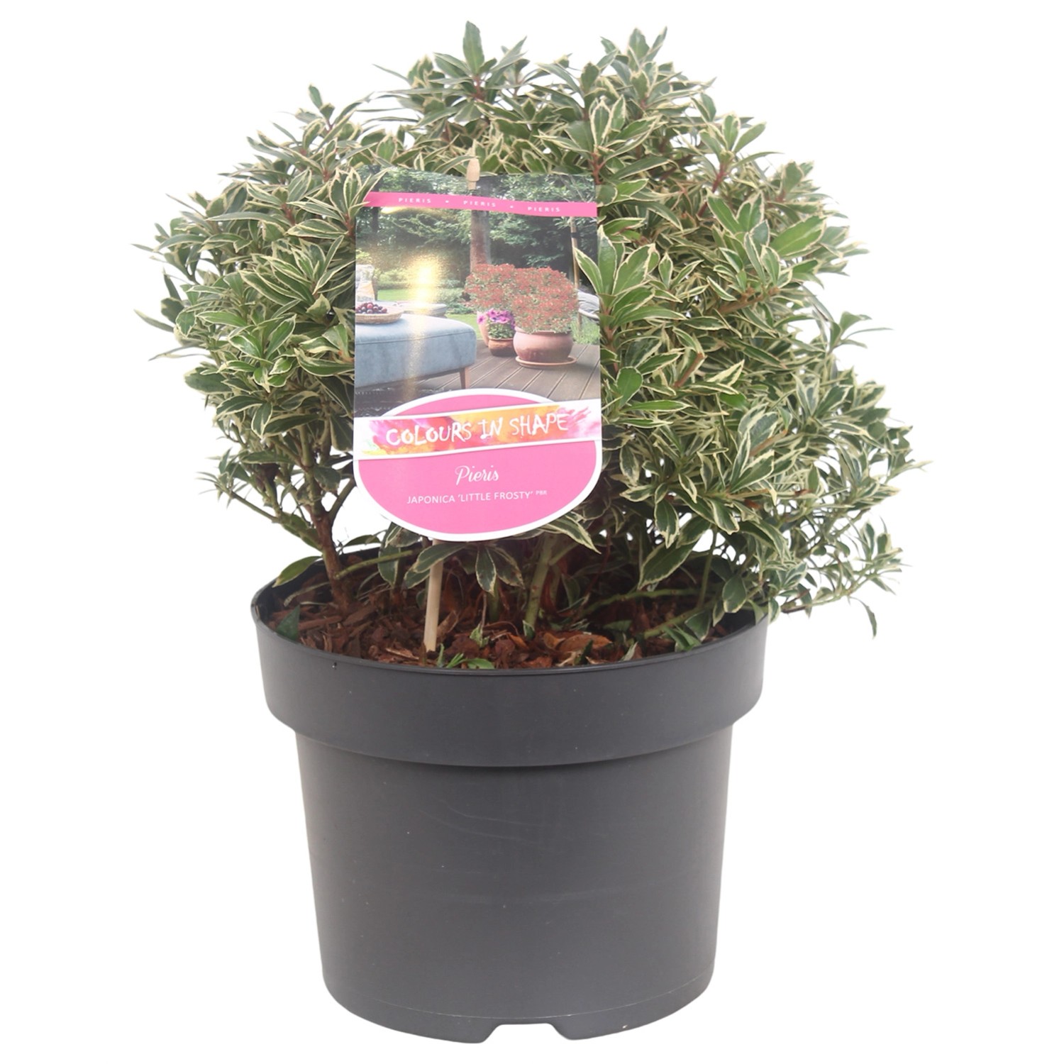 Pieris Colours in Shape kula (Pieris japonica) - don. 23 cm kupuj w OBI