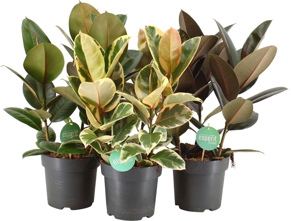 Figowiec (Ficus Elastica) mix - don. 21 cm kupuj w OBI