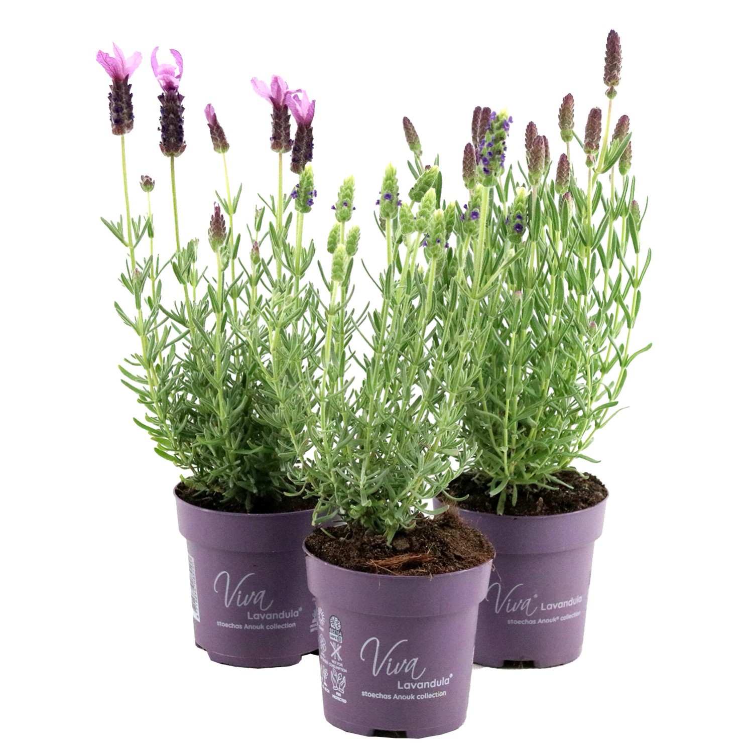 Lawenda wielkokwiatowa (Lavandula Anouk) - don. 10 cm kupuj w OBI