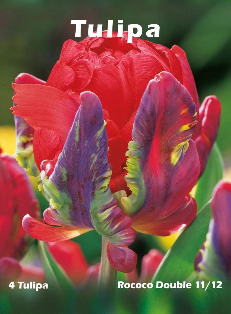 Tulipan odm. Rococo Double (Tulipa sp.) kupuj w OBI