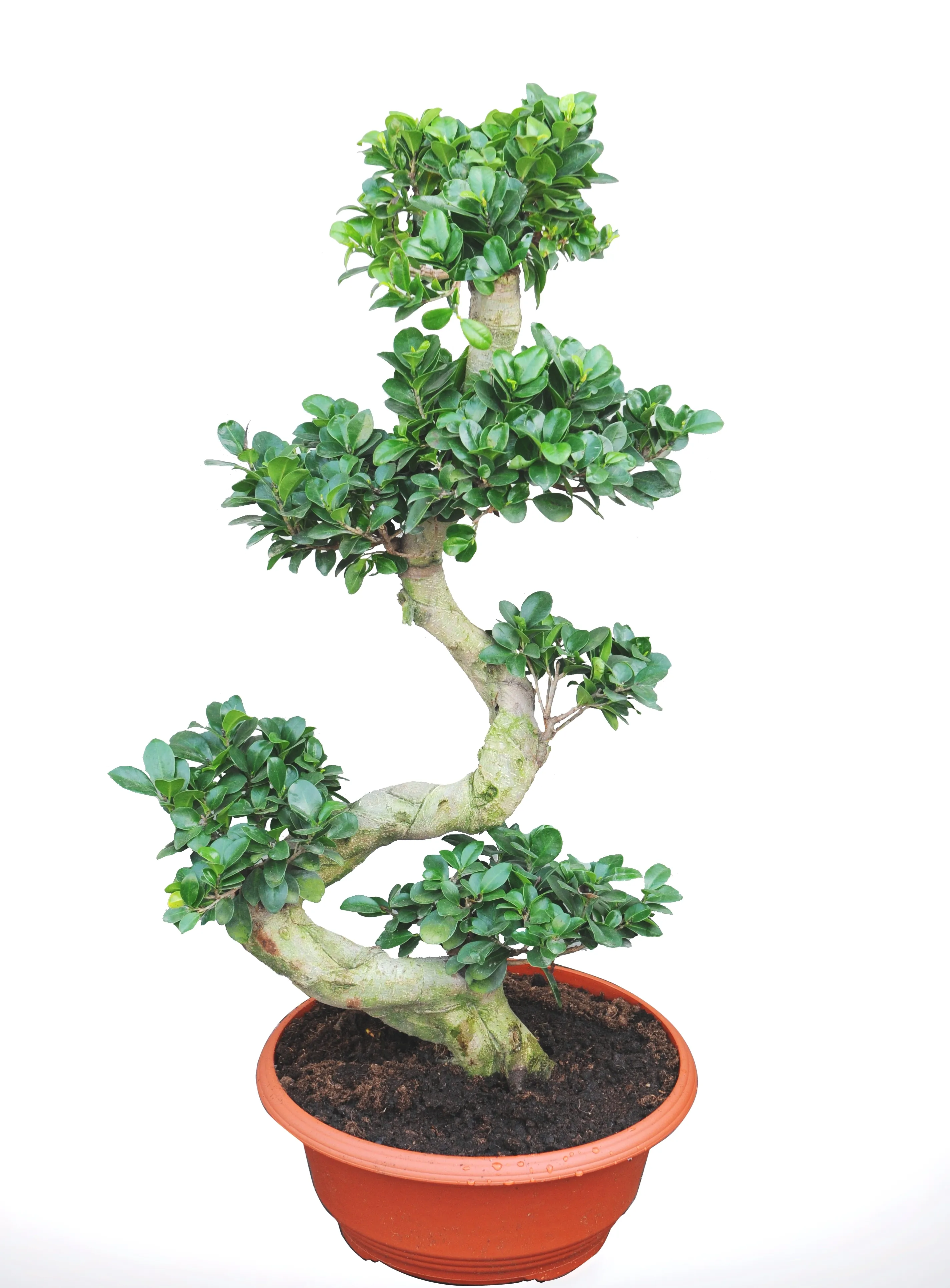 Fikus Ginseng (Ficus microcarpa) - don. 35 cm kupuj w OBI